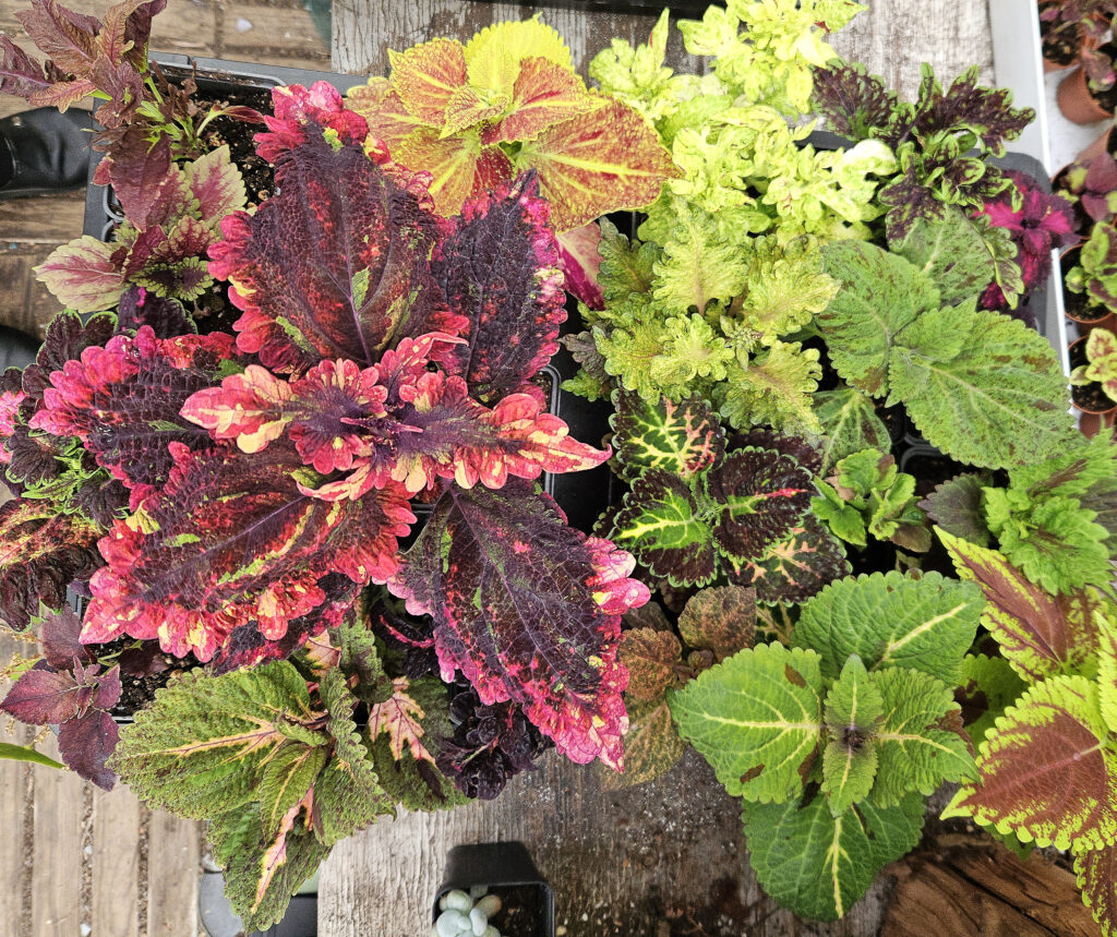Coleus Zaden Mix 50 zaden - DG Seeds & Plants
