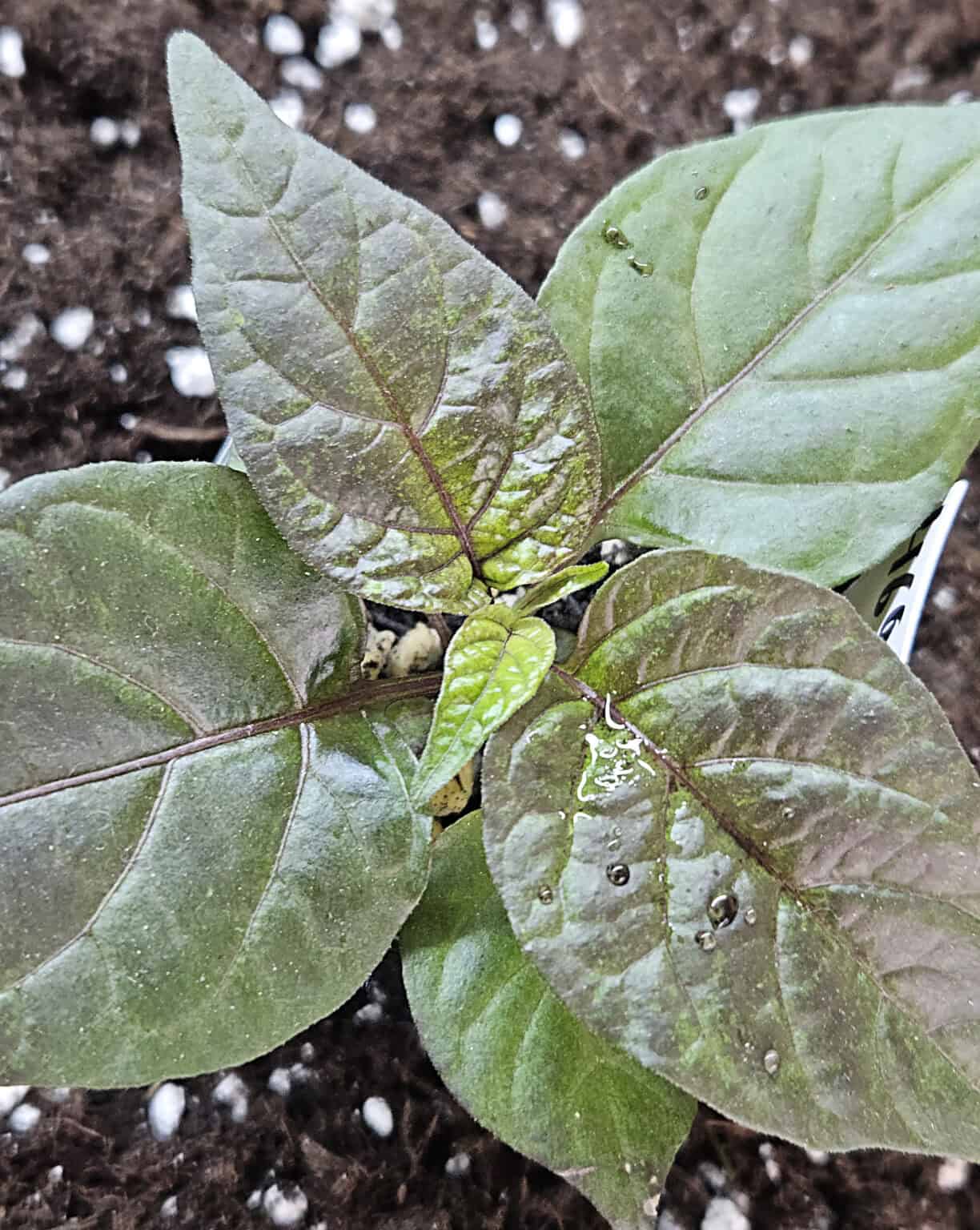 Purple Death - Young pepper plant - DG Seeds & Plants
